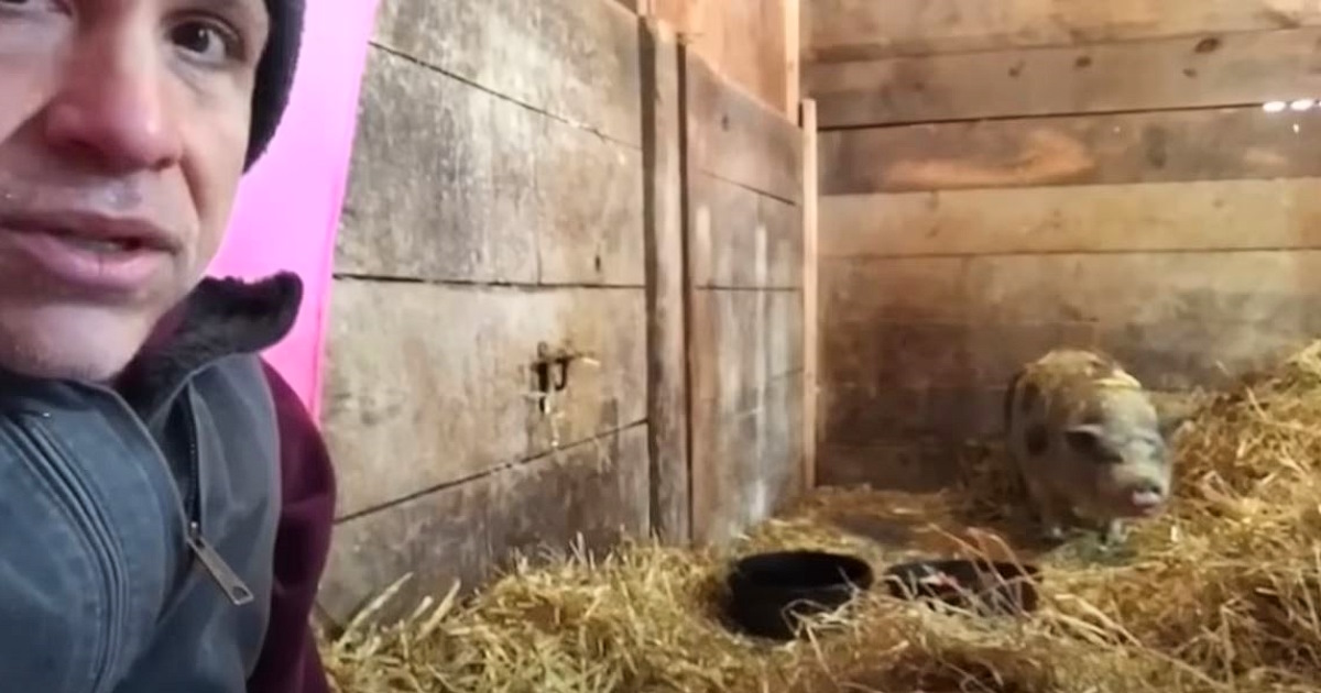 Pig forced to live in dark stall for 10 yrs gets 1st taste of love and ...