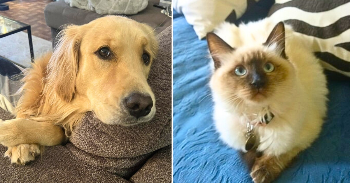 30 Animals Who Have Perfected The Hilarious Art Of Guilt Trips