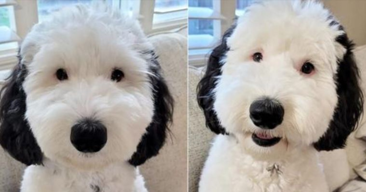 Fans are swooning for this adorable Sheepadoodle who looks exactly like ...