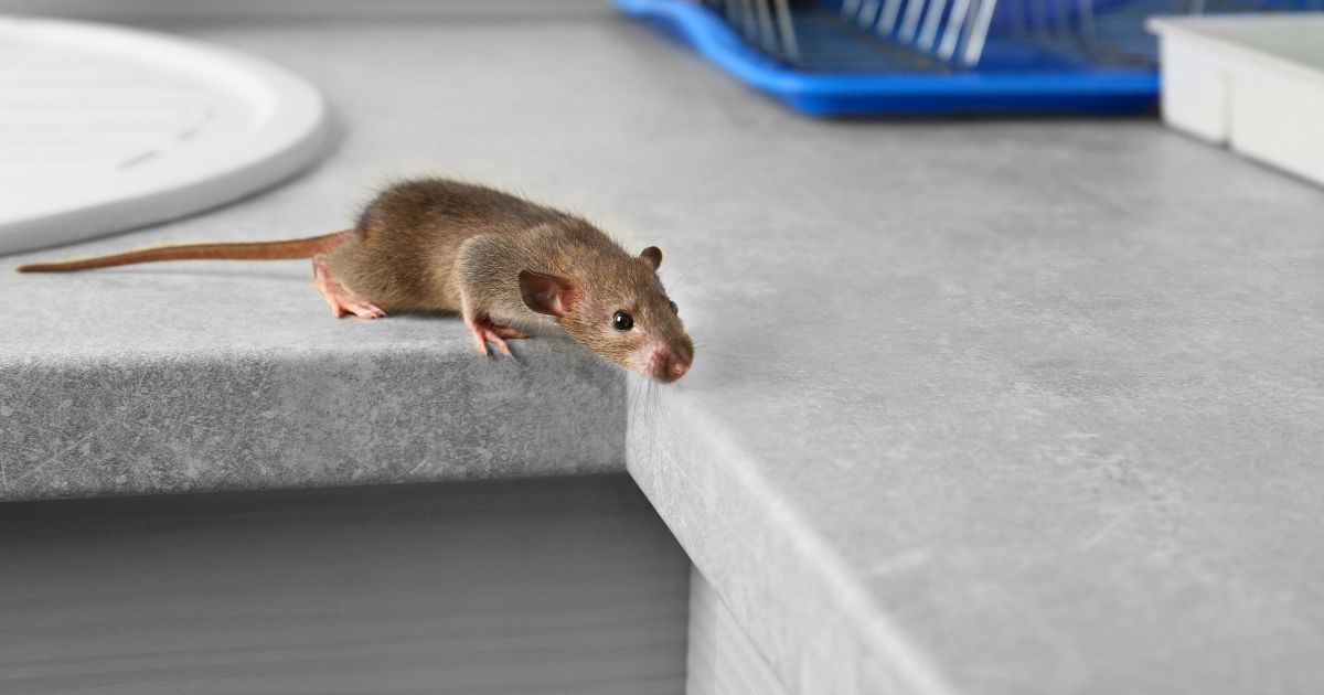 15 Genius Ways To Keep Mice Out Of Your Camper, Garage, and Home